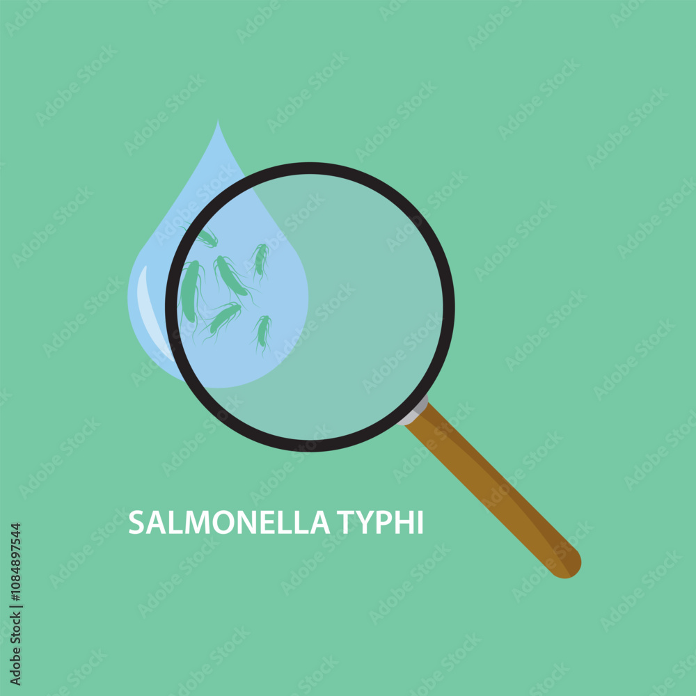 Salmonella Typhi bacterium causing of typhoid fever. Salmonella ...