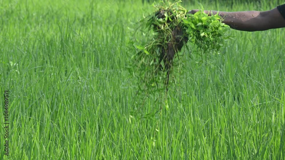 Farmer removing the weeds in rice field. The Farmer is removing grass ...