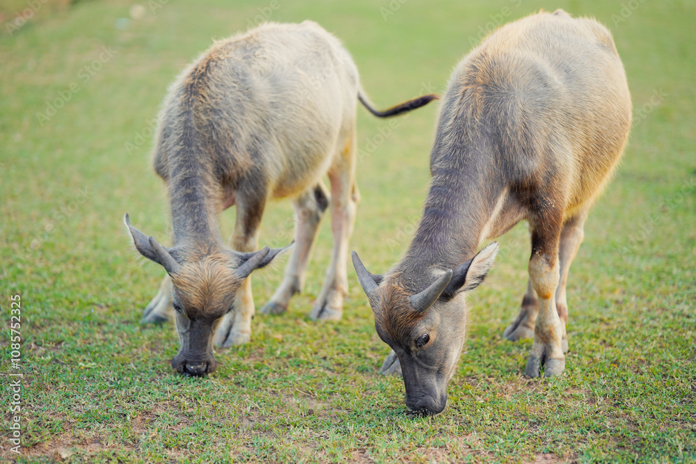 Two grazing animals are depicted on lush green grass, showcasing their ...