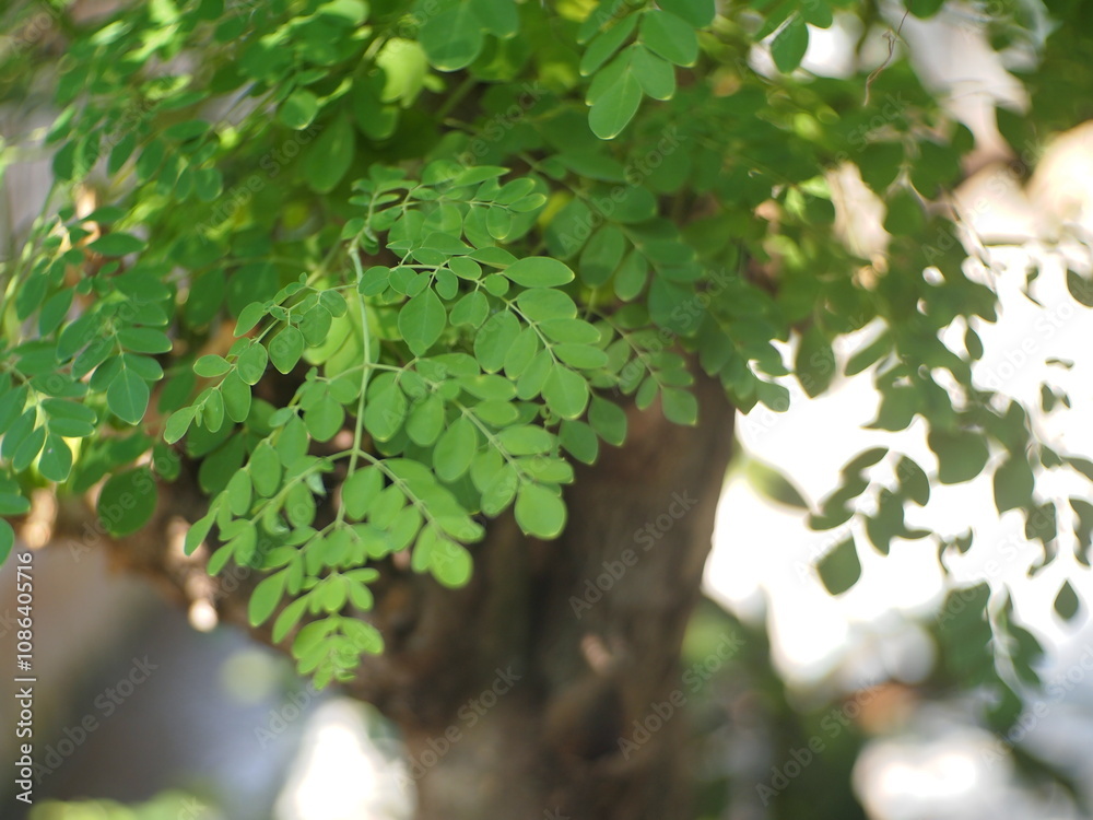 Moringa or Moringa oleifera leaves are often used for traditional ...
