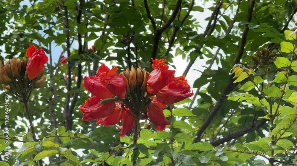 African Tulip Tree, Fire Bell, Flame of the forest, Fountain Tree Stock ...