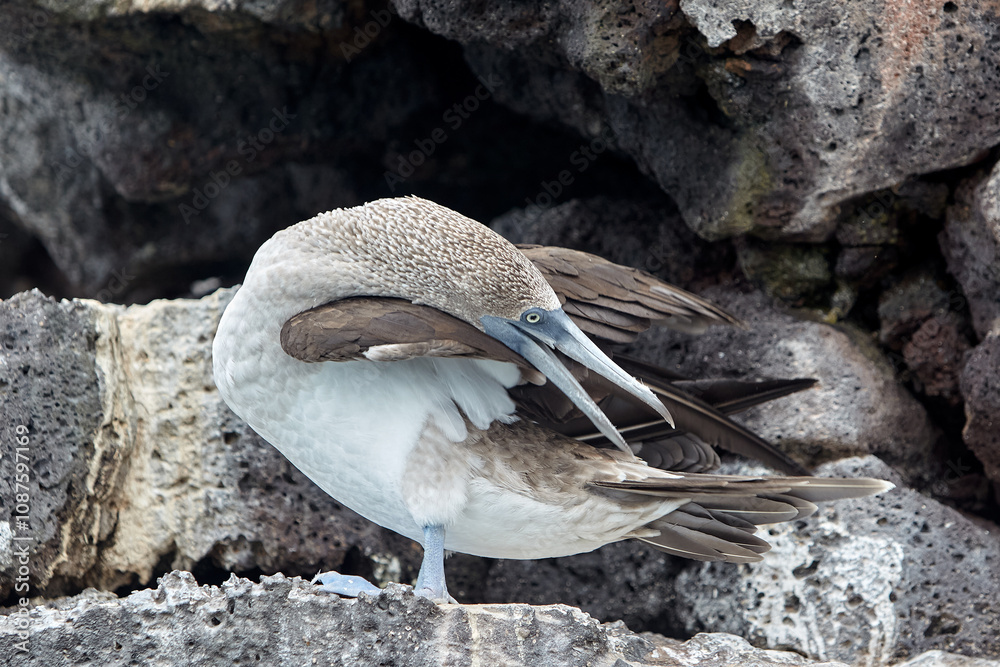 The Blue-Footed Booby (Sula nebouxii) is one of the most iconic birds ...