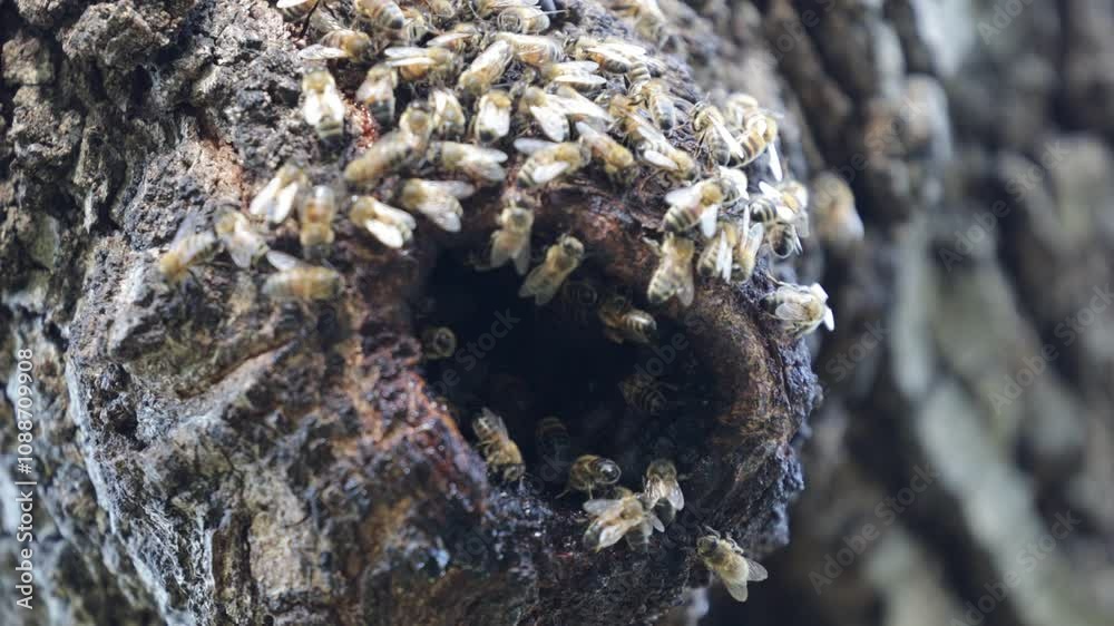 Beehive inside a oak tree trunk with bees entering and exiting. Bees at ...