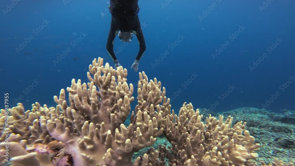 A professional freediver in a swimming wetsuit swims using the dolphin ...