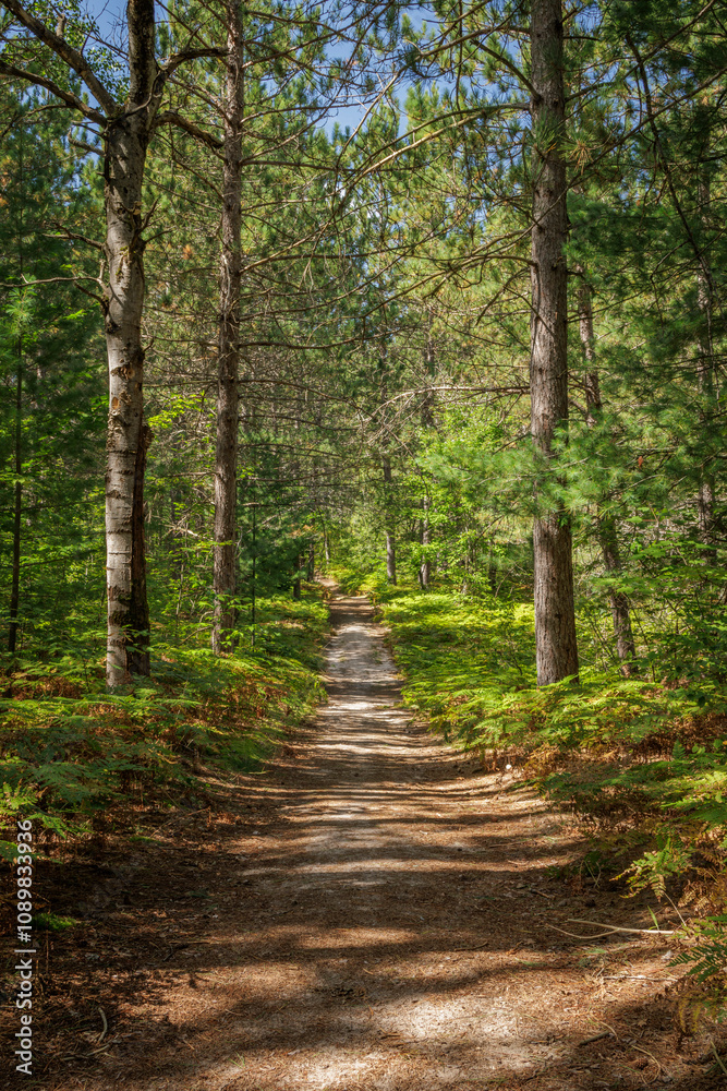 Poster Pine Baron Pathway (2024) – Wall Art | UkPosters