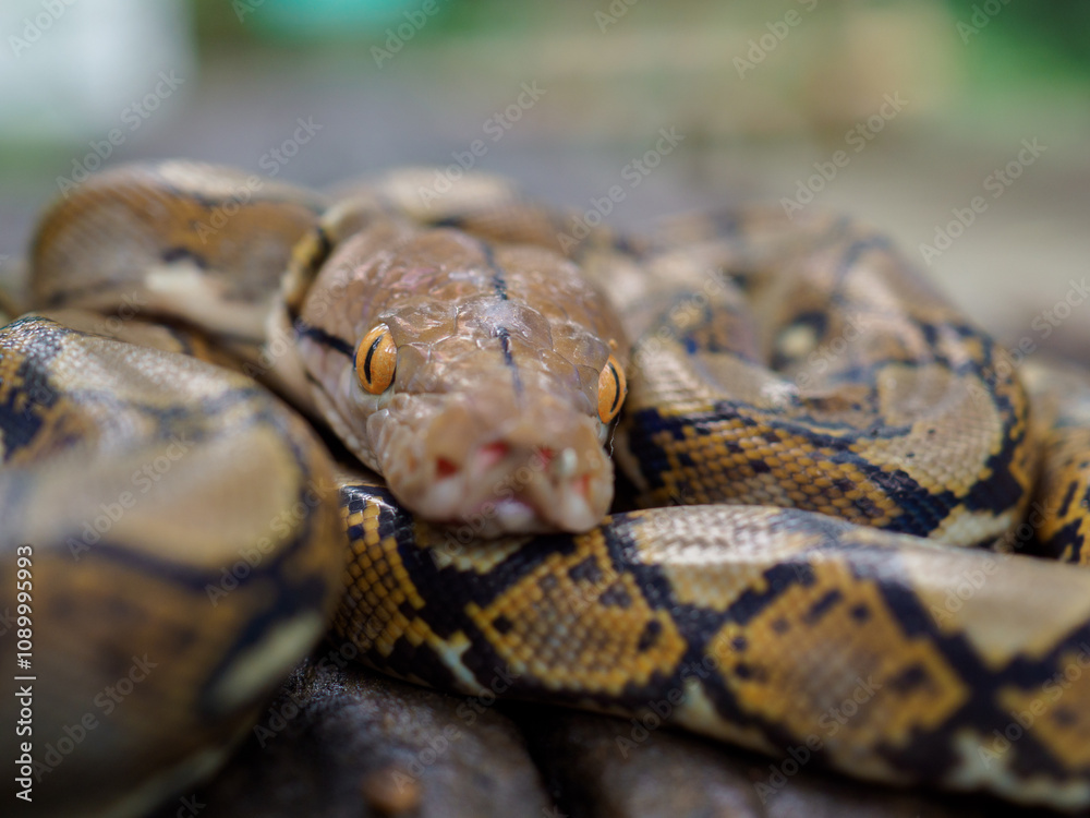 Pythons are reptiles that live in natural habitats. Stock Photo | Adobe ...