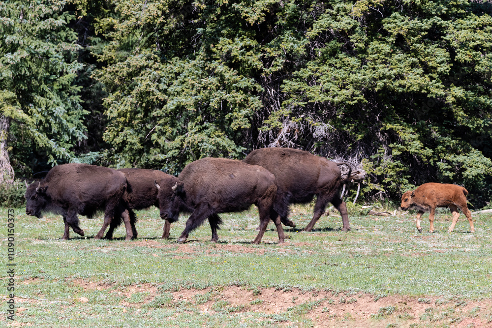 Herd of American plains bison (Bison bison bison) walking across open ...