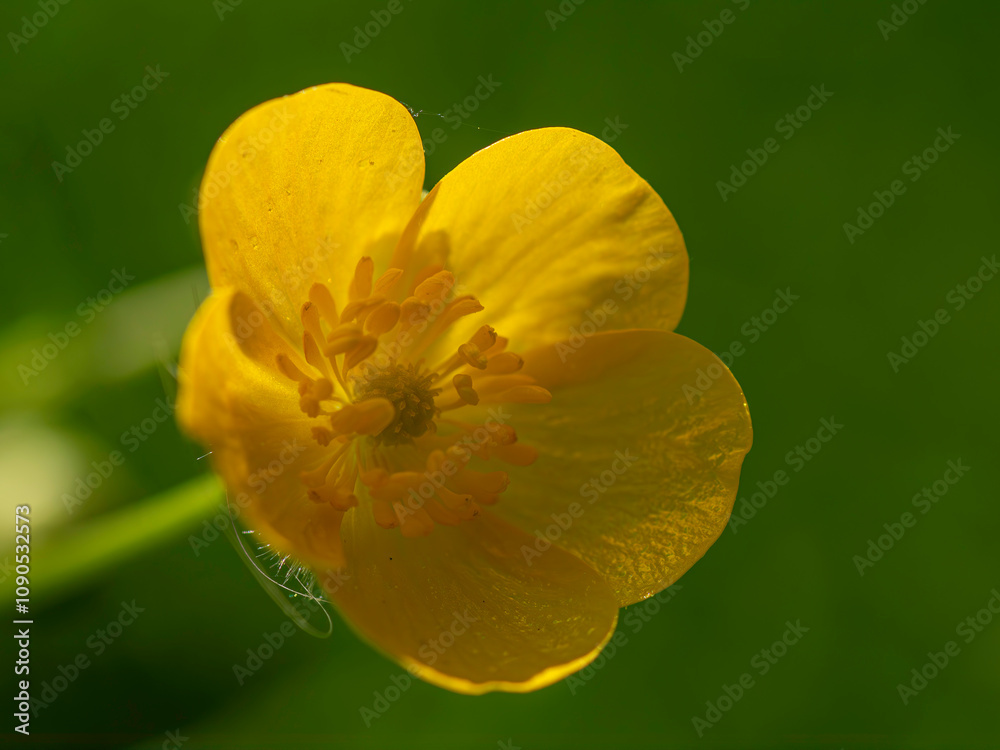 Scharfer oder Samtiger Hahnenfuß. Lateinisch: Ranunculus acris L.oder ...