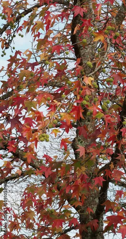 (Liquidambar styraciflua) American sweetgum tree producing beautiful ...