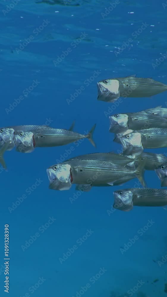 Vertical video, School of Mackerel feeding plankton in blue water, Slow ...