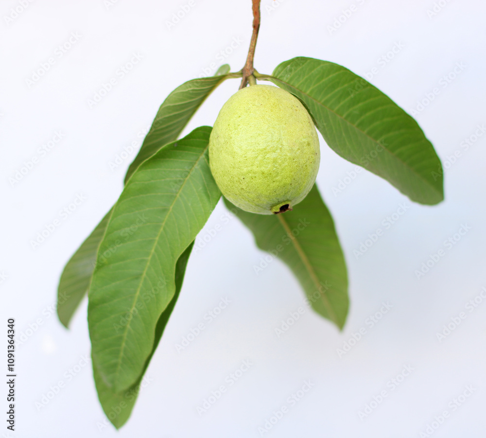 A fresh guava hanging from its branch, showcasing its vibrant green hue ...