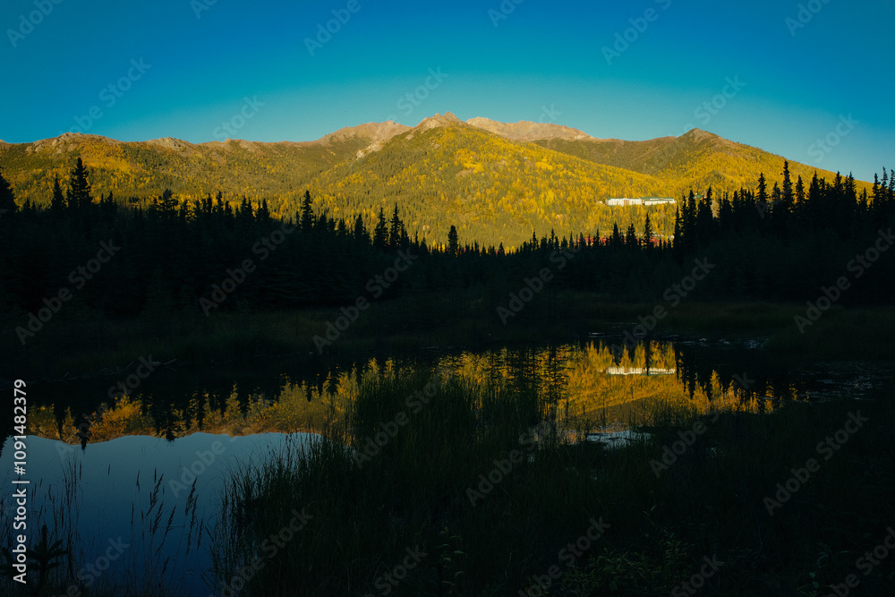 Lake Clark National Park, Alaska. A beaver dam or beaver impoundment is ...