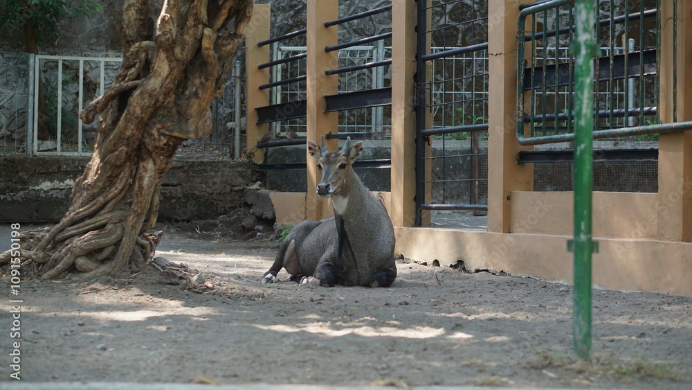 Portrait of Nilgai or blue cow. Boselaphus tragocamelus is the largest ...