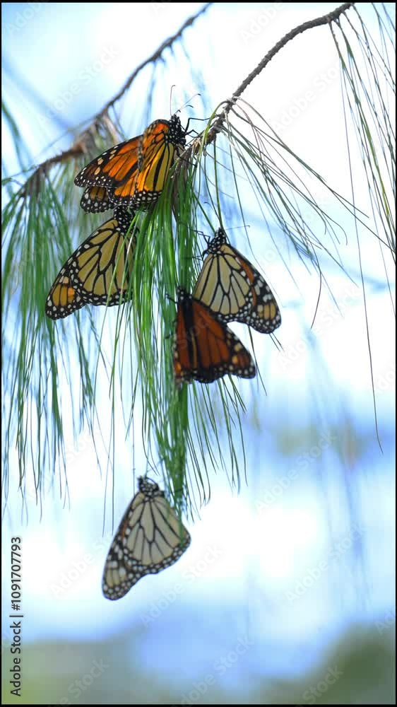 Vertical video in 4k 60 fps of a cluster of monarch butterflies (Danaus ...
