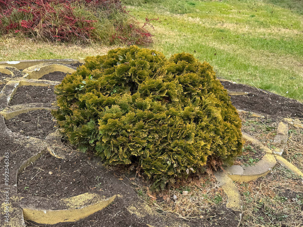 Garden decoration with green and yellow leafed Thuja Occidentalis plant ...