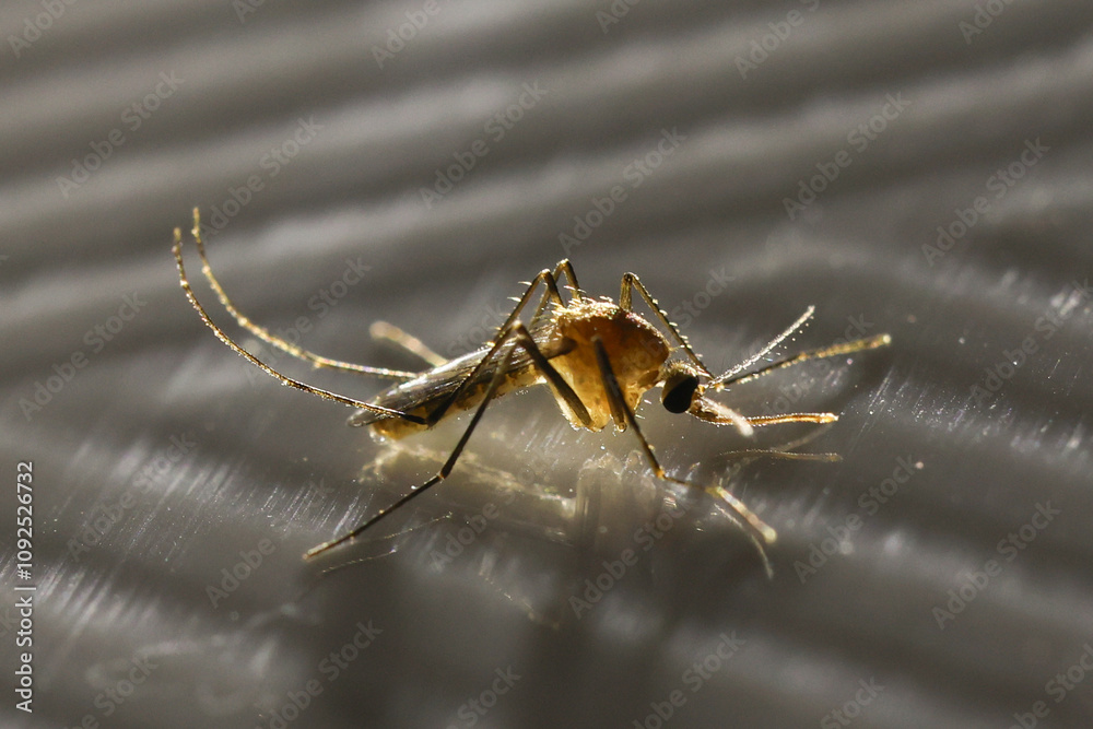 Aedes or tiger mosquito. They are carriers of parasites that cause many ...