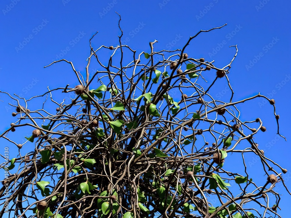 Blue sky behind a tangled mass of damaged green plants with entwined ...