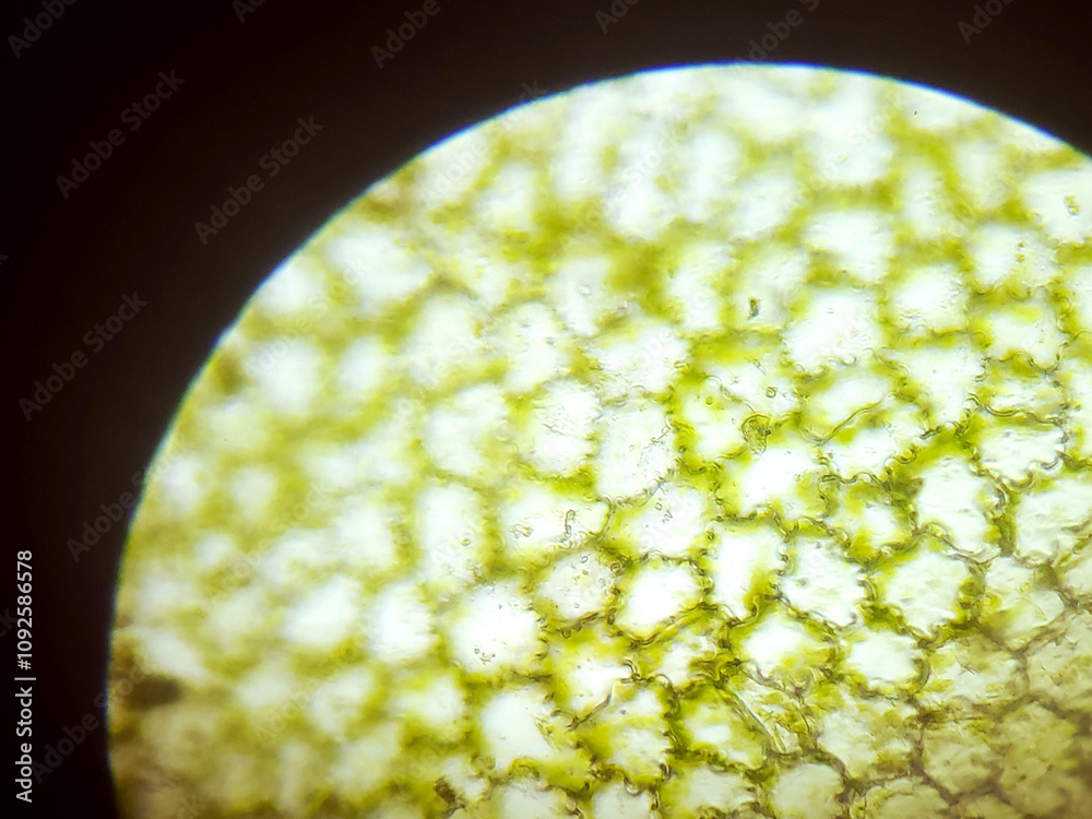 Green Plant Cells Under Microscope. Chloroplasts in Plant Cells ...