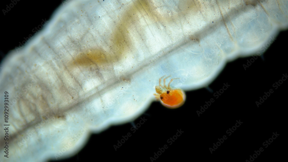Poster An Arrenuridae mite larva was attached to a Hydrophilidae larva ...