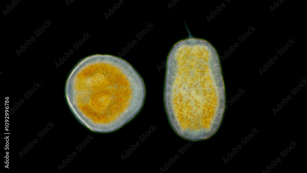 Coral larva Anthozoa class, stage planula under a microscope, adult ...