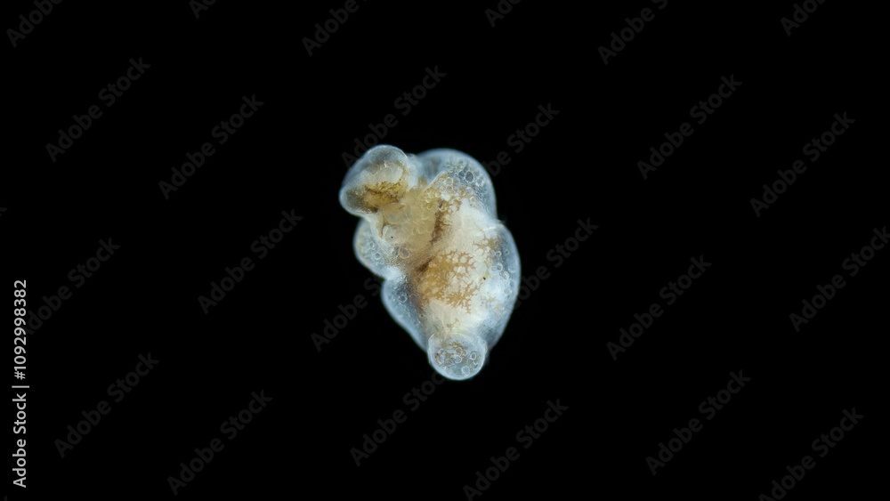 Larva sea angel Mollusca Gastropoda under microscope, suborder ...