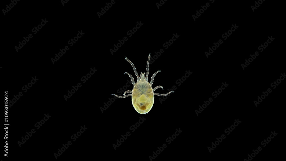 Mite (Acari) order Mesostigmata under a microscope, class Arachnida ...