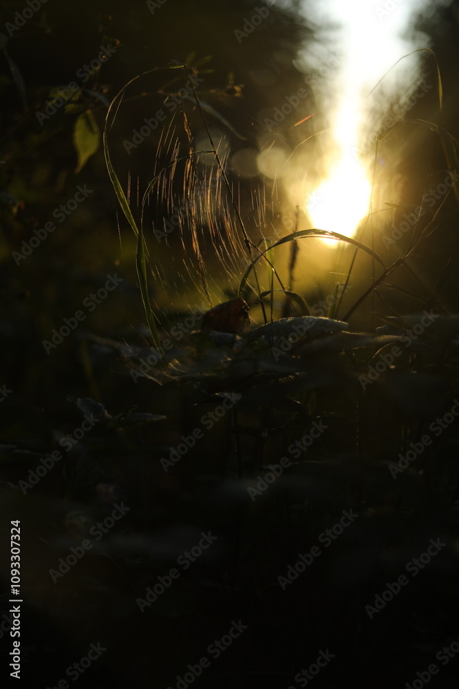 The light of the sun in an old forest. Relic forest in the rays of ...