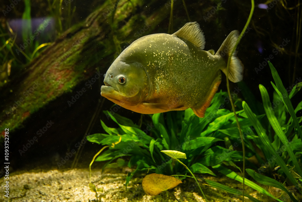 The common piranha (Pygocentrus nattereri) is a ray-finned fish of the ...