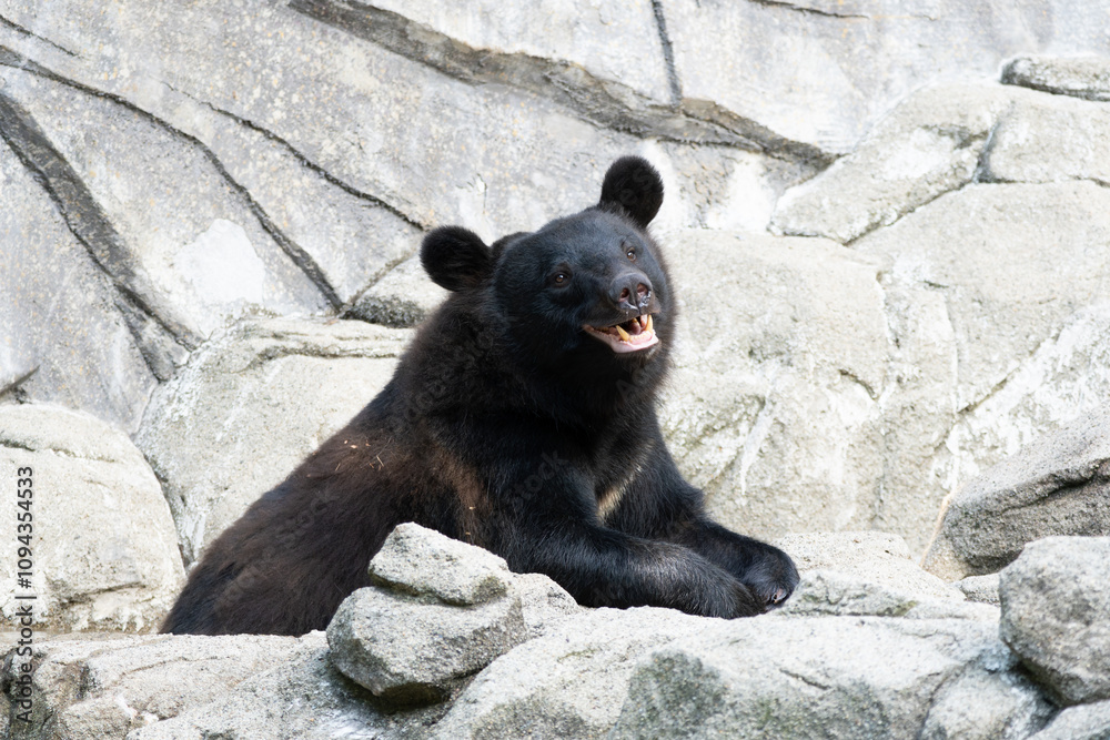 The Asian black bear, also known as the Indian black bear, moon bear ...