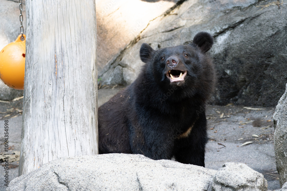 The Asian black bear, also known as the Indian black bear, moon bear ...