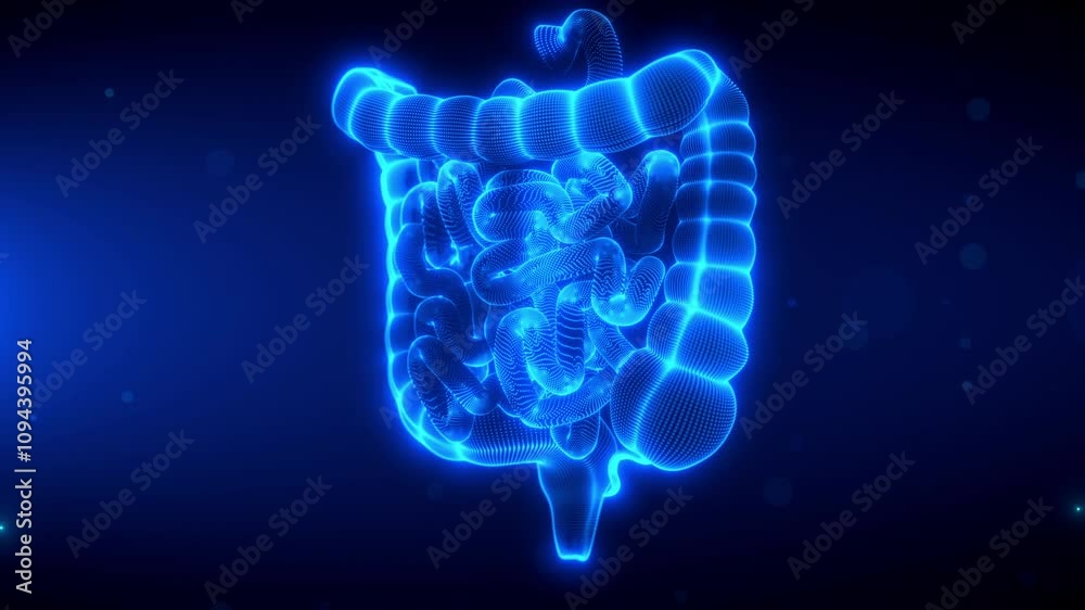 3D rotating visualization of Human Large and Small Intestine with ...