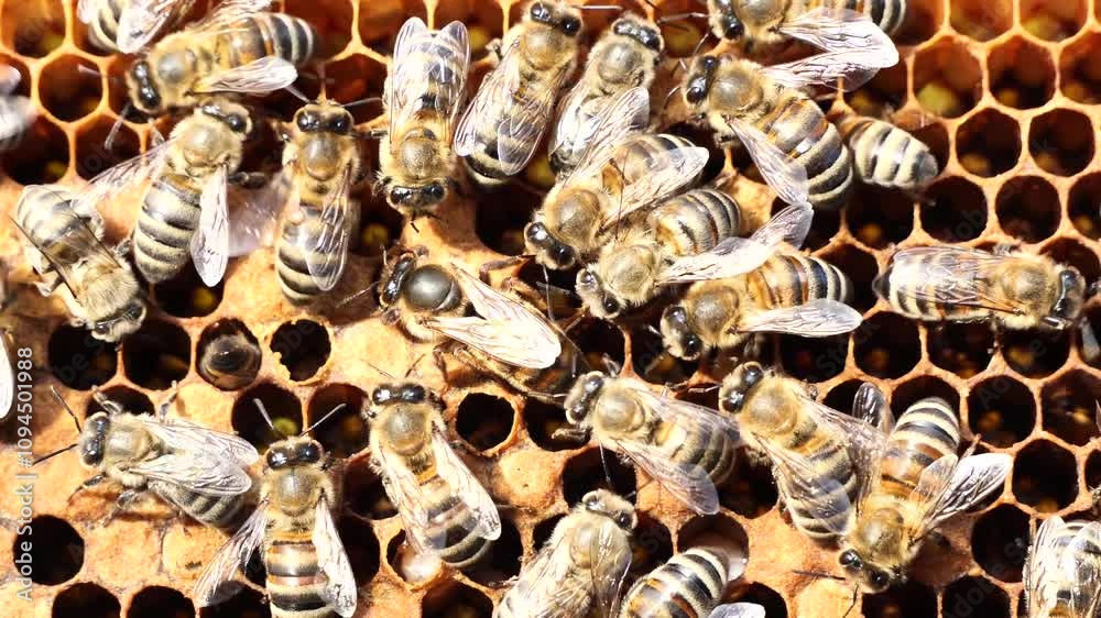 Queen bee lay eggs in the honeycomb. Bees stimulate the young queen bee ...