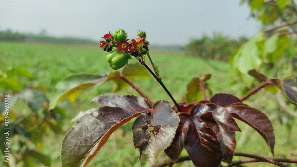 The fruit of Jatropha curcas (Also called jarak pagar, physic nut ...