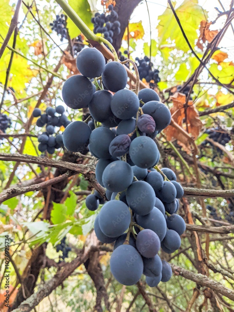 Grape. Branch. This variety of sweet-tart grapes reaches sweet maturity ...