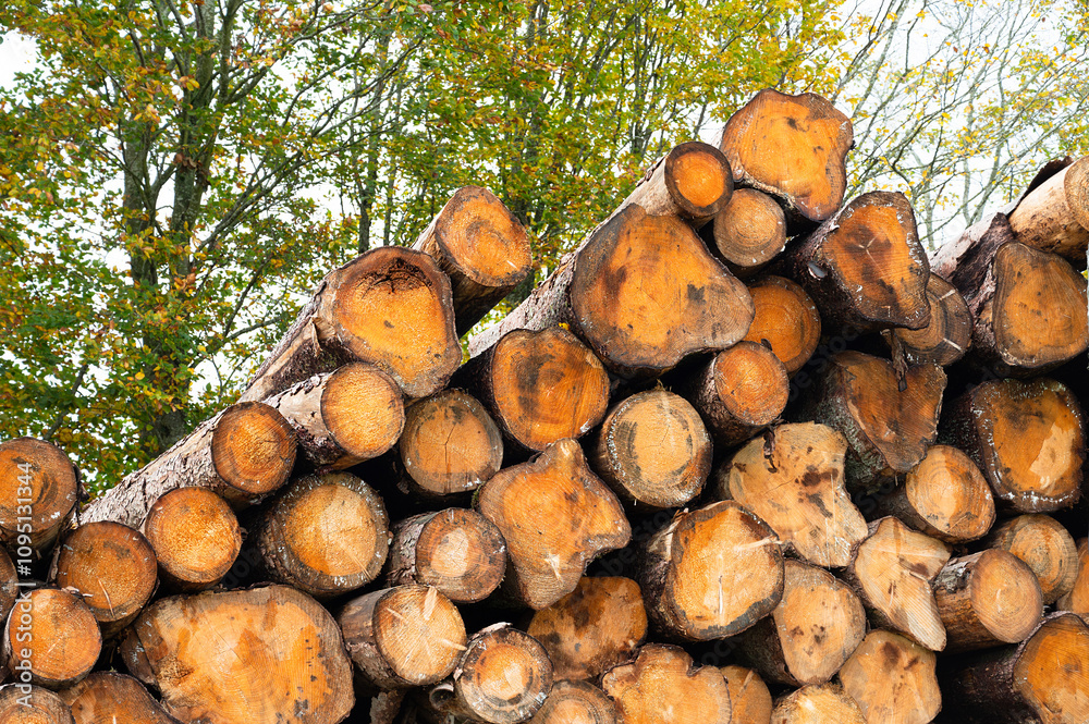 Chopped tree logs pilled up next to a forest, lumber wood industry ...