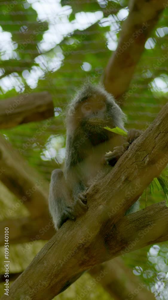 Monkeys Vertical video, silvery langurs in a zoo cage habitat ...