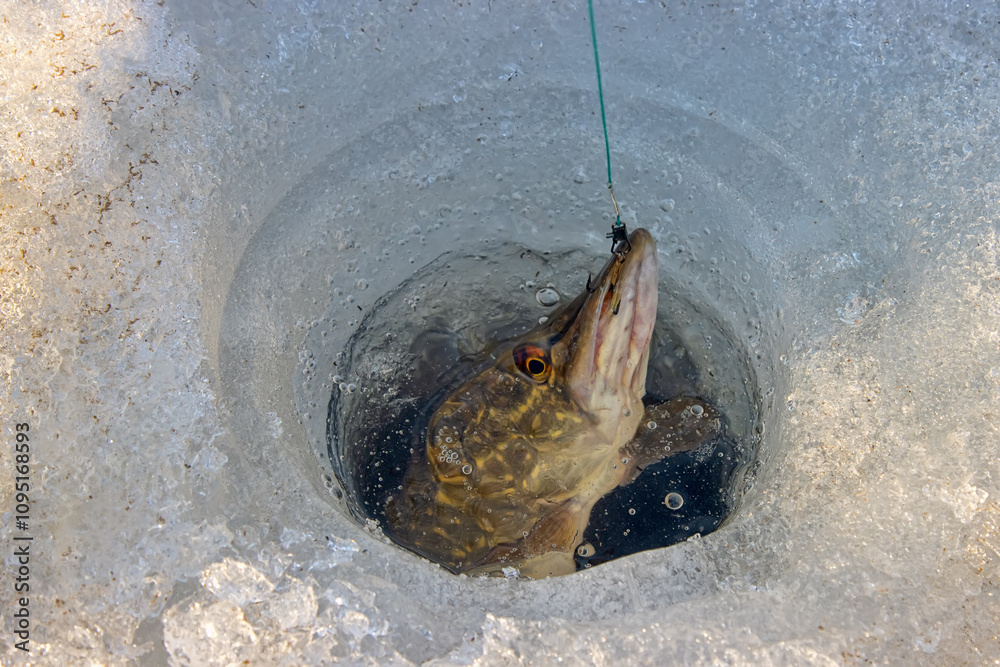 Winter fishing. Pike is hooked with pike trap. Fisherman to fish out ...