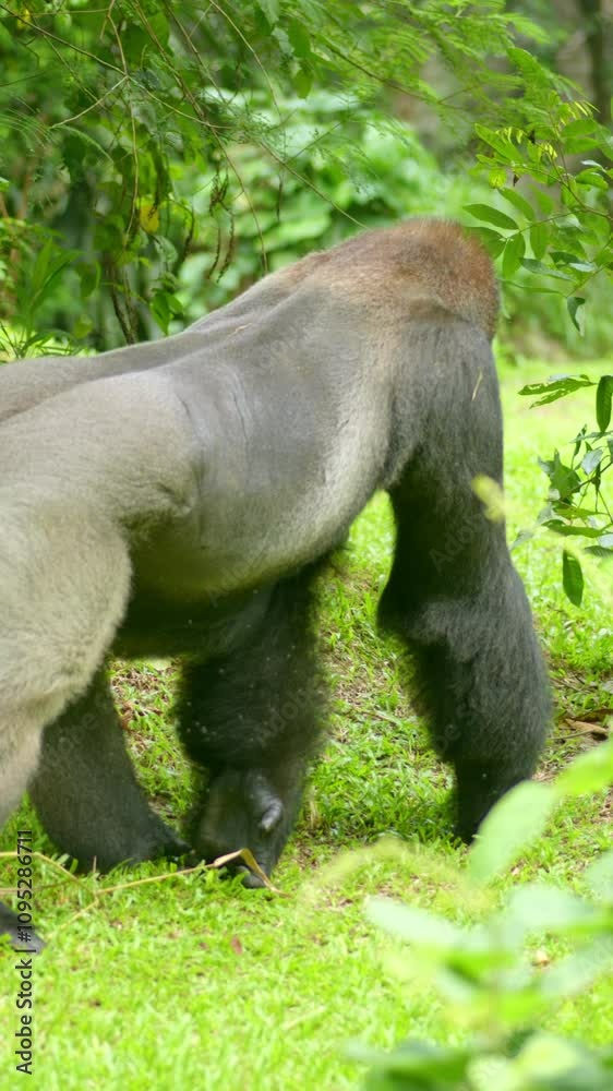 Vertical video of a powerful male gorilla walking in gorilla habitat ...