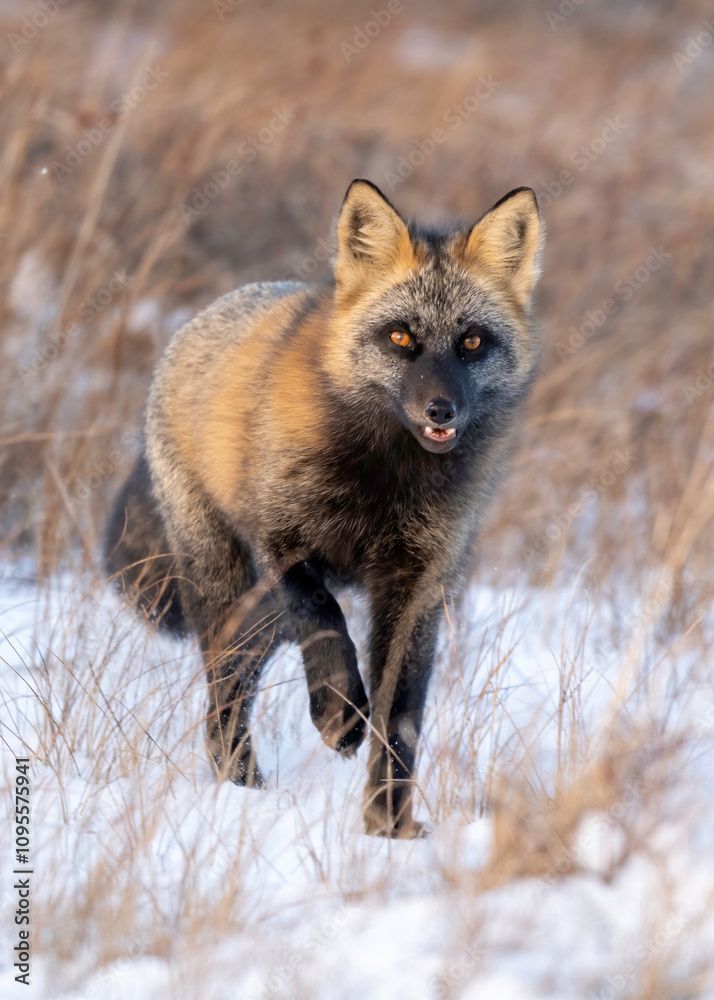 The cross fox is a partially melanistic colour variant of the red fox ...