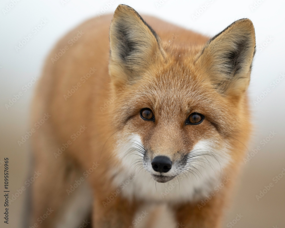 Red Fox (Vulpes vulpes), largest of the true foxes and one of the most ...