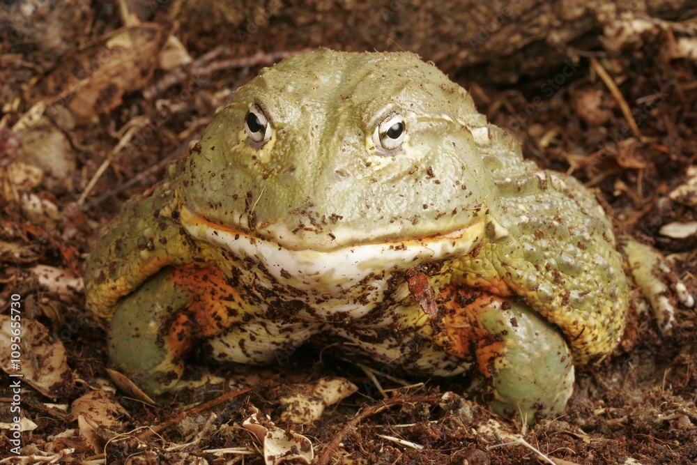 African Bullfrog (Pyxicephalus adsperus). Also known as the Pixie Frog ...