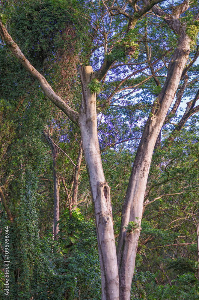 Eucalyptus Tree with Twin Trunks in the Manoa Rainforest with Tree ...