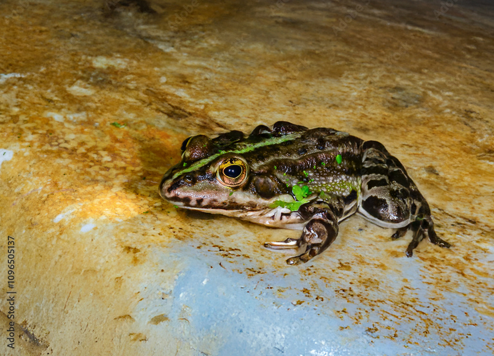 Photo & Art Print The marsh frog Pelophylax ridibundus, Ukraine, Oleg ...