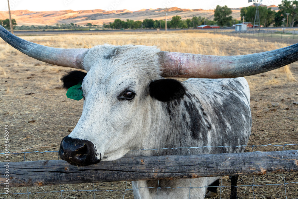 Texas Longhorn steer with green ear tag looks through wooden fence soft ...