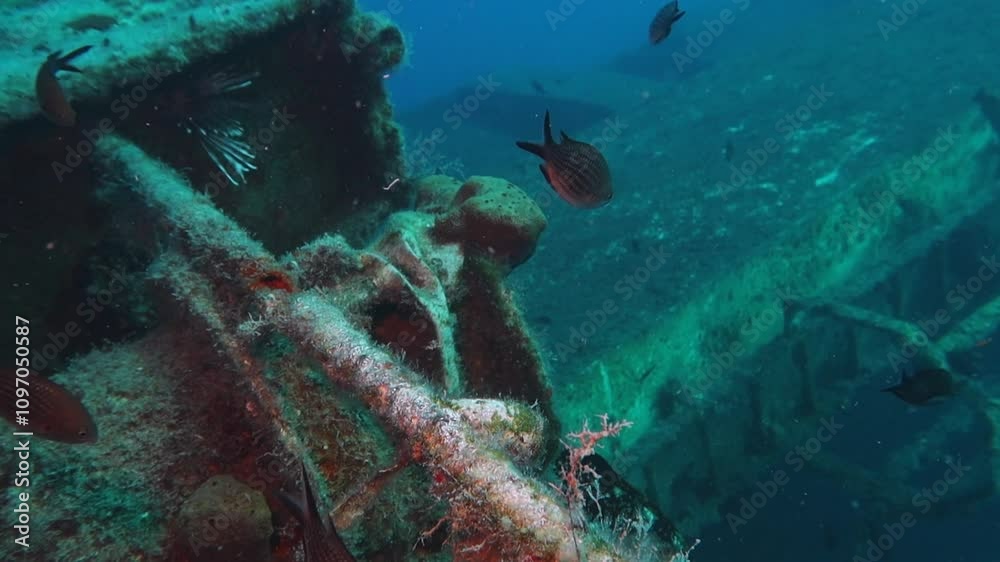 Sunken big rusty ship and variety of swimming fish, murky deep ocean ...