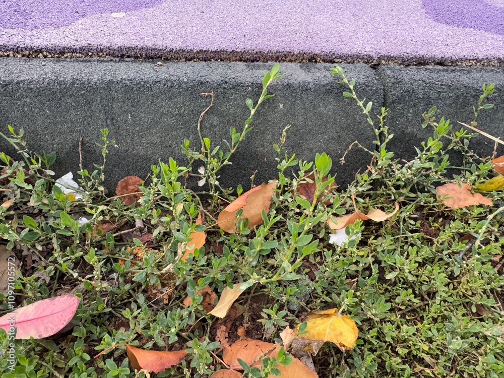 Polygonum erectum (Birdbread) plant close-up. Fresh green leaves of ...
