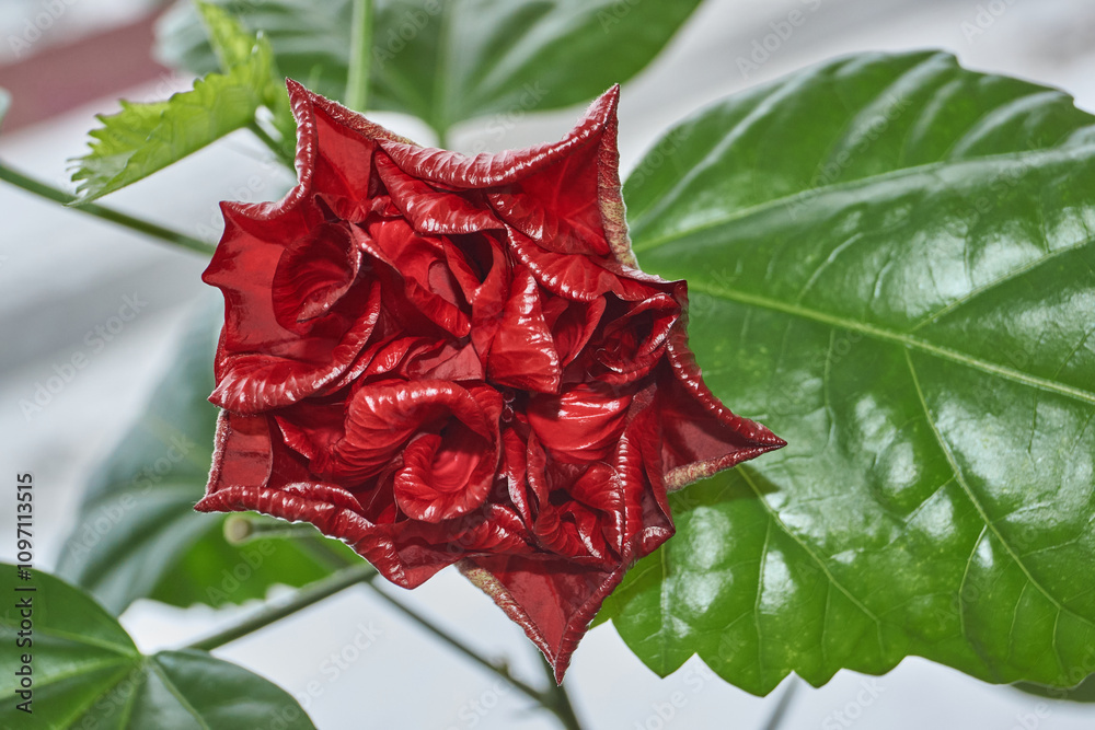 Chinese rose or Hibiscus Chinese (lat. Hibiscus rosa-sinensis). Chinese ...