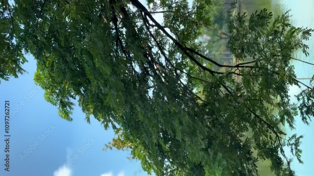 Vertical footage the part of a big Tamarind tree with dense leaves over ...