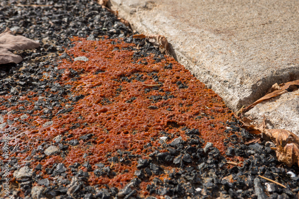 Slime Mold Growth on Asphalt and Concrete Edge Stock Photo | Adobe Stock