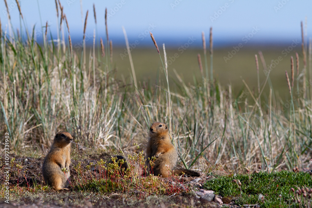 Ground squirrel, also known as Richardson ground squirrel or siksik in ...